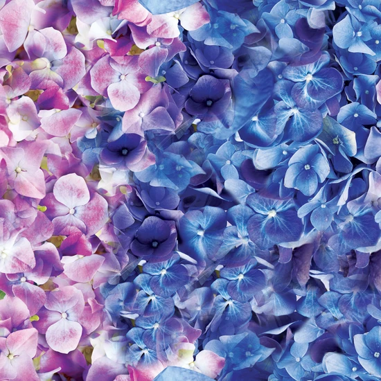 CMarket | Bingo Soft Concentrated Fabric Softener Hydrangea 1440 ml
